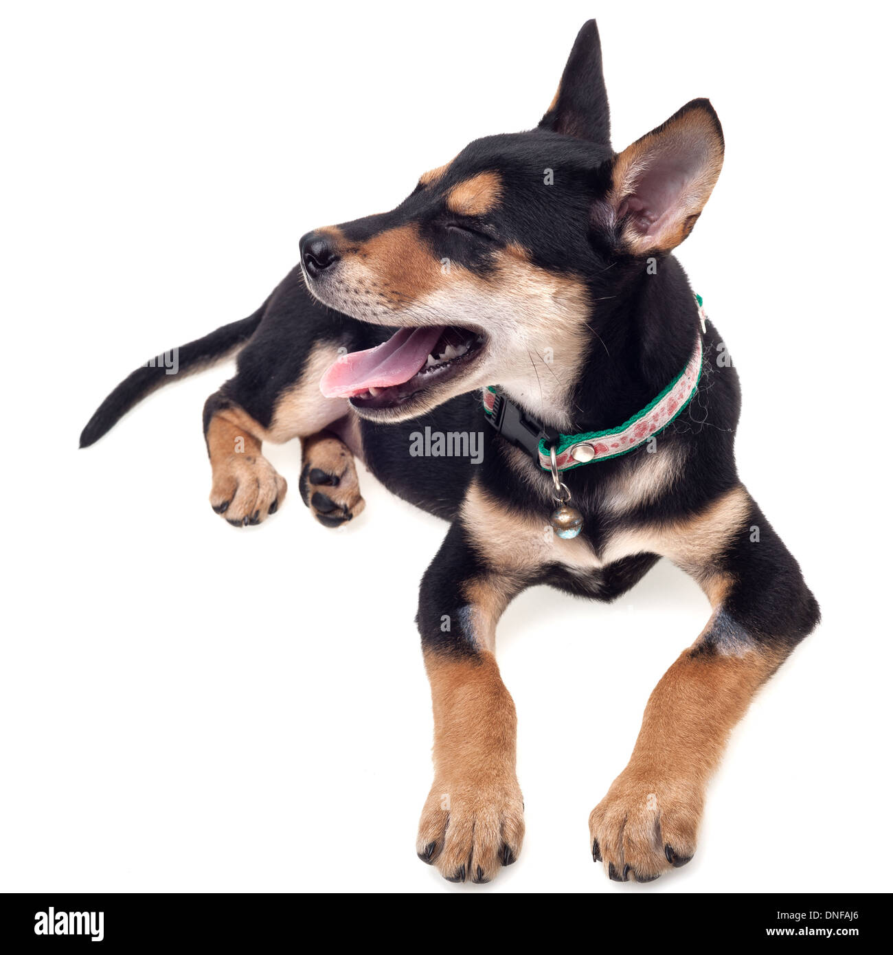 Lovely black brown dog sitting on white background Stock Photo - Alamy