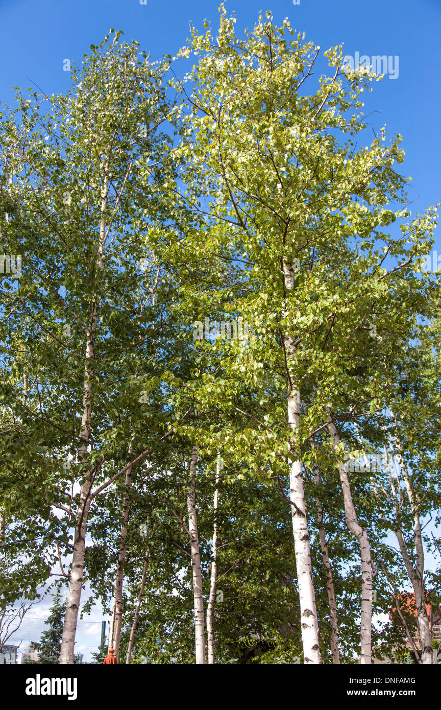 Hokkaido, Japan, Asia, Birch Tree Stock Photo - Alamy