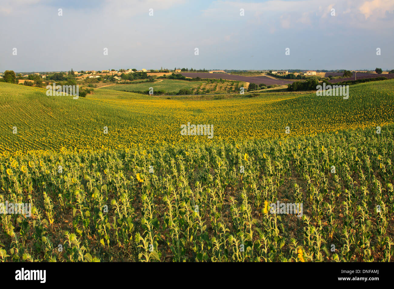 Plateau De Sault High Resolution Stock Photography and Images - Alamy