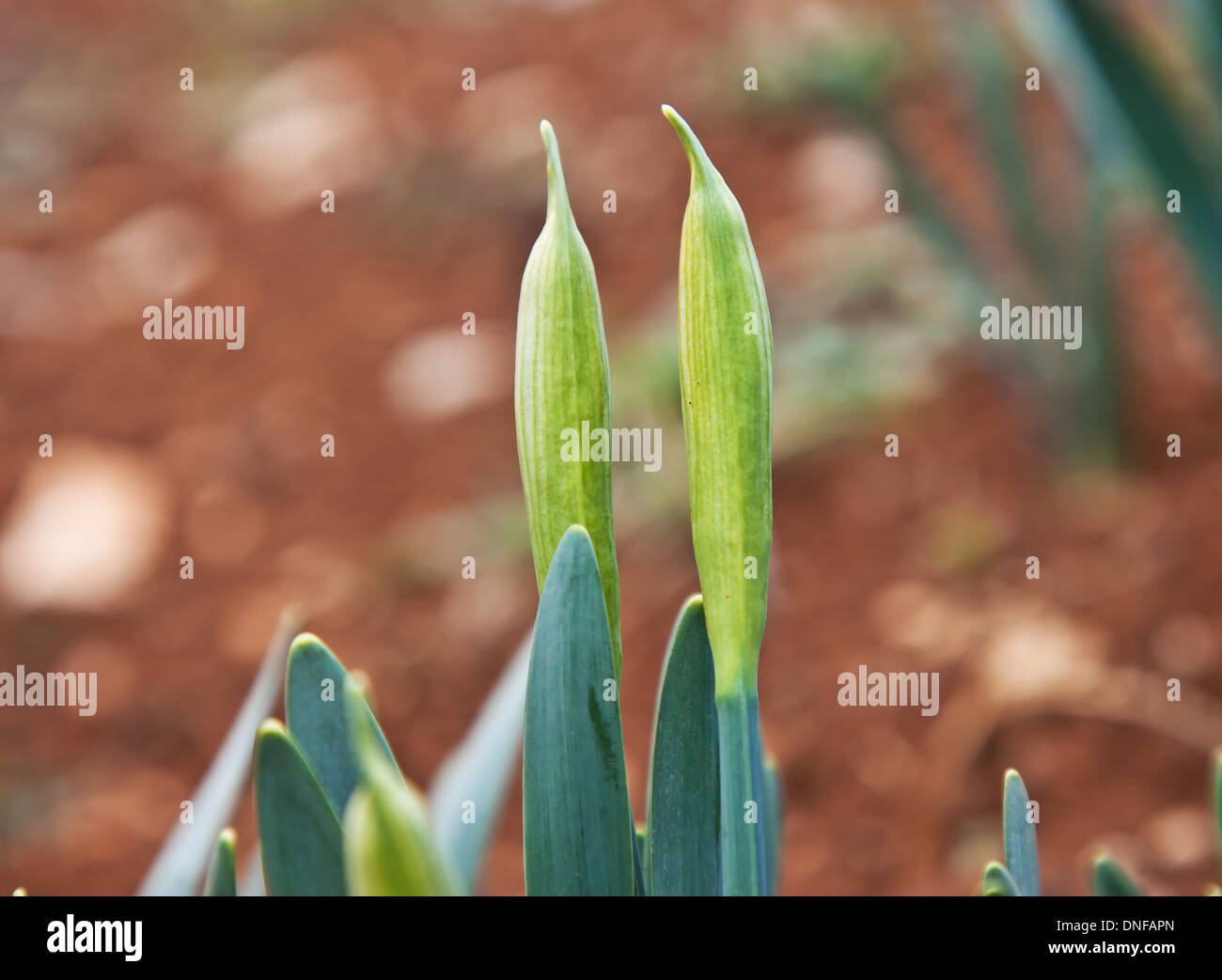 Bug leaf hi-res stock photography and images - Alamy