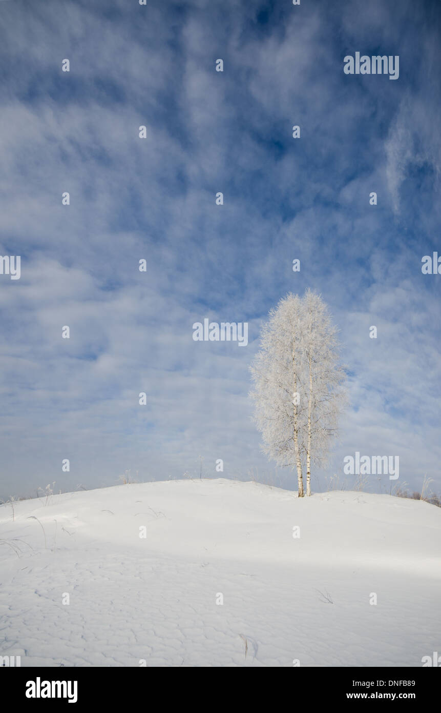 a single birch tree covered with hoarfrost under blue sky and clouds ...