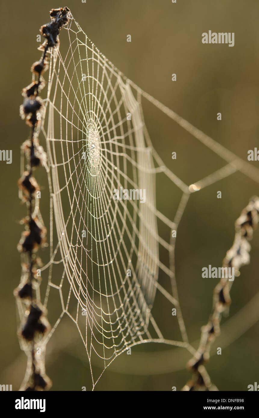 spider web lit with light of rising sun on early morning Stock Photo ...