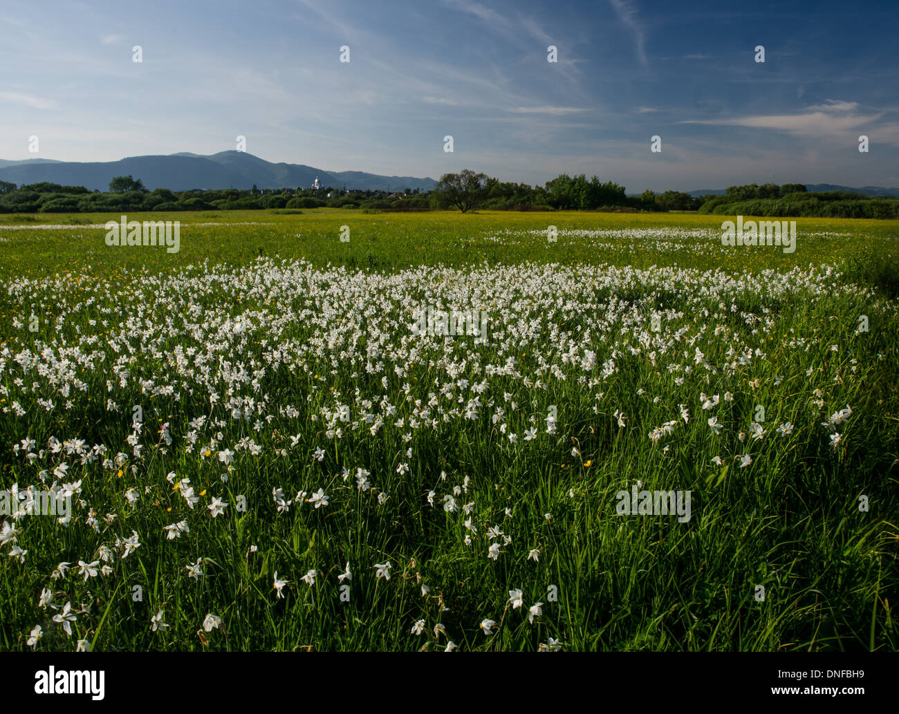 Landscape of a green field with meadow flowers hi-res stock photography ...