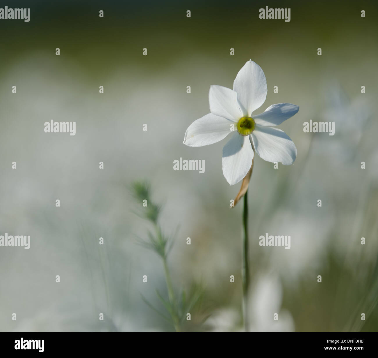 Blurred backgrown hi-res stock photography and images - Alamy