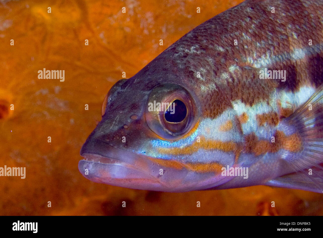 Marine life mediterranean sea grouper hi-res stock photography and ...