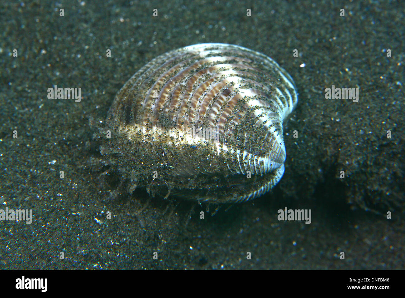 Clam is one of the most prized marine species for the food in southern ...