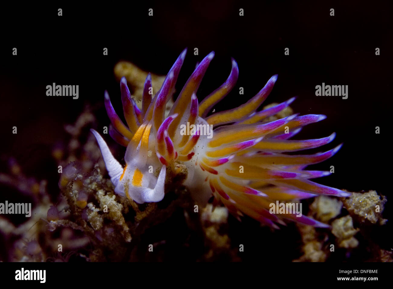 Nudibranchs are beautifully colored animals indicating high toxicity ...
