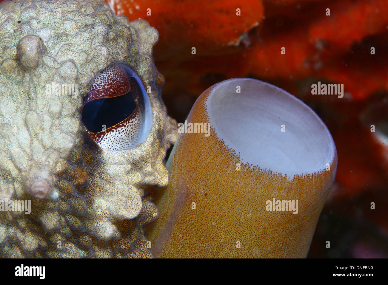 Octopus is one of the most unique and intelligent animals in seas and ...