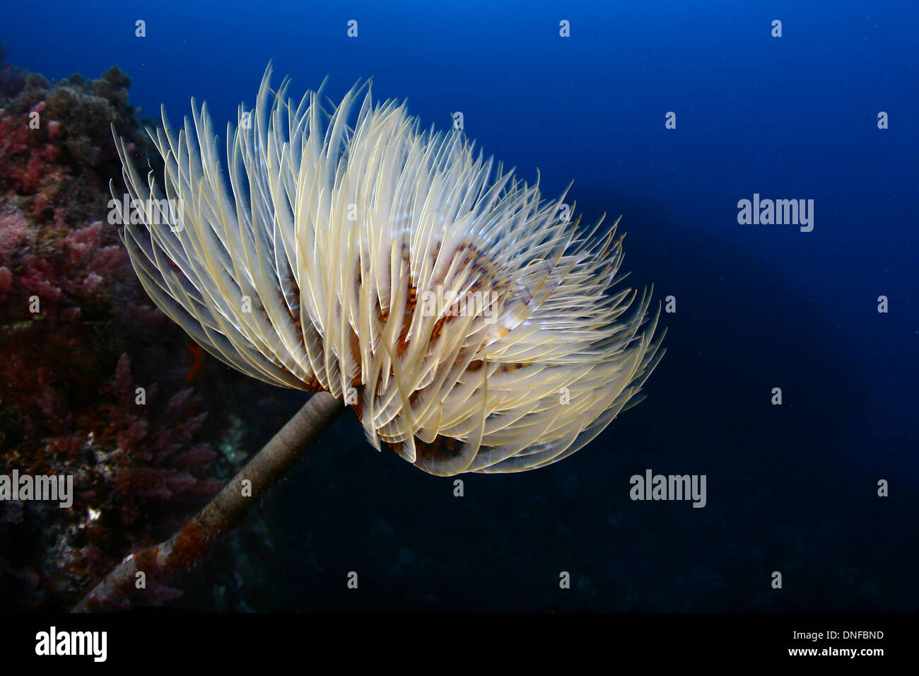 Spirograph are the gills of a worm Stock Photo - Alamy