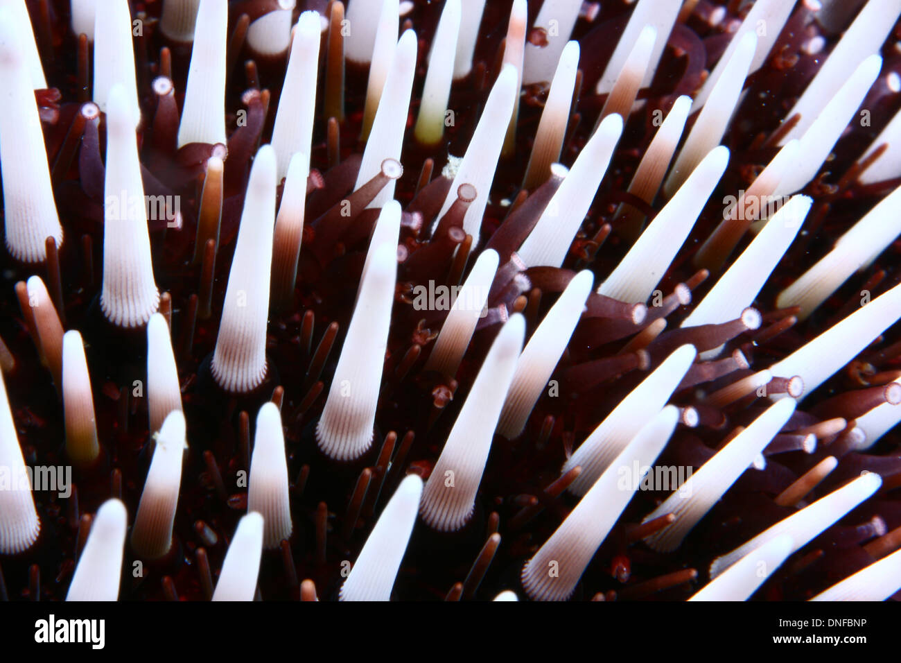 sea urchin are animal with body covered with spikes that live in the ...