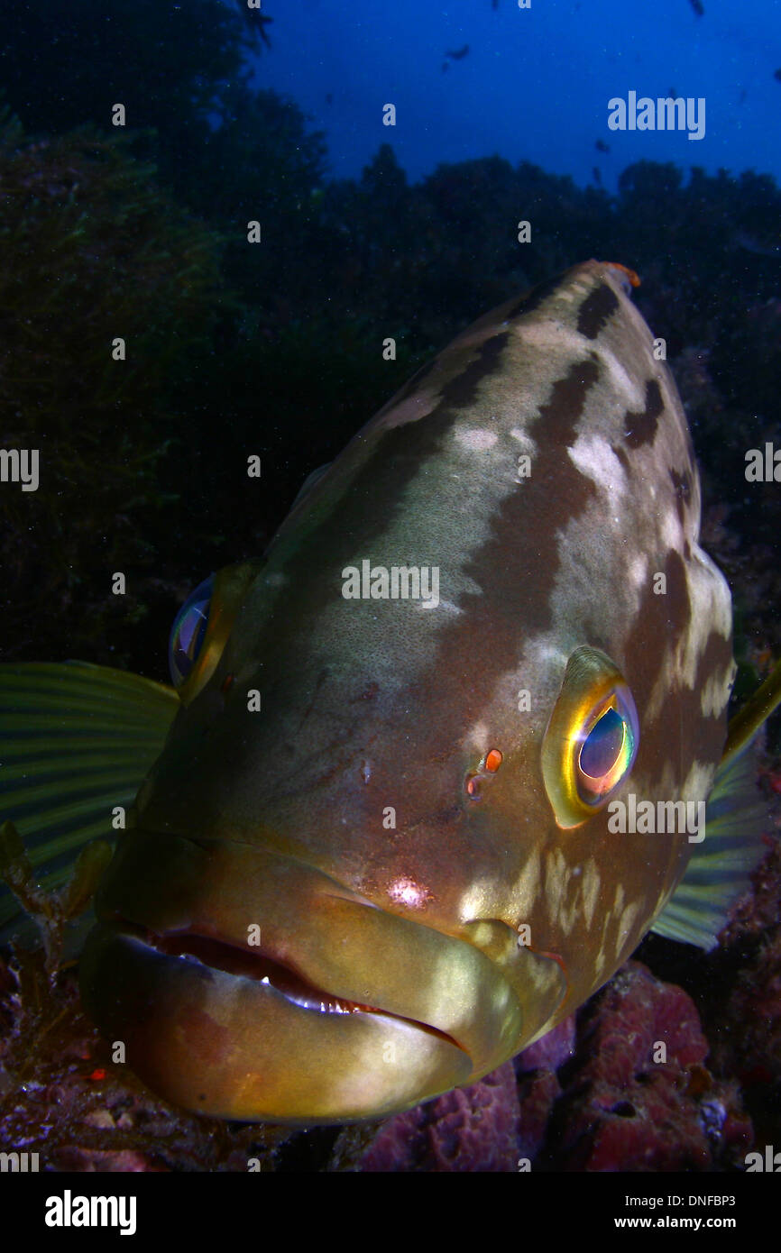 Grouper fish underwater hi-res stock photography and images - Alamy