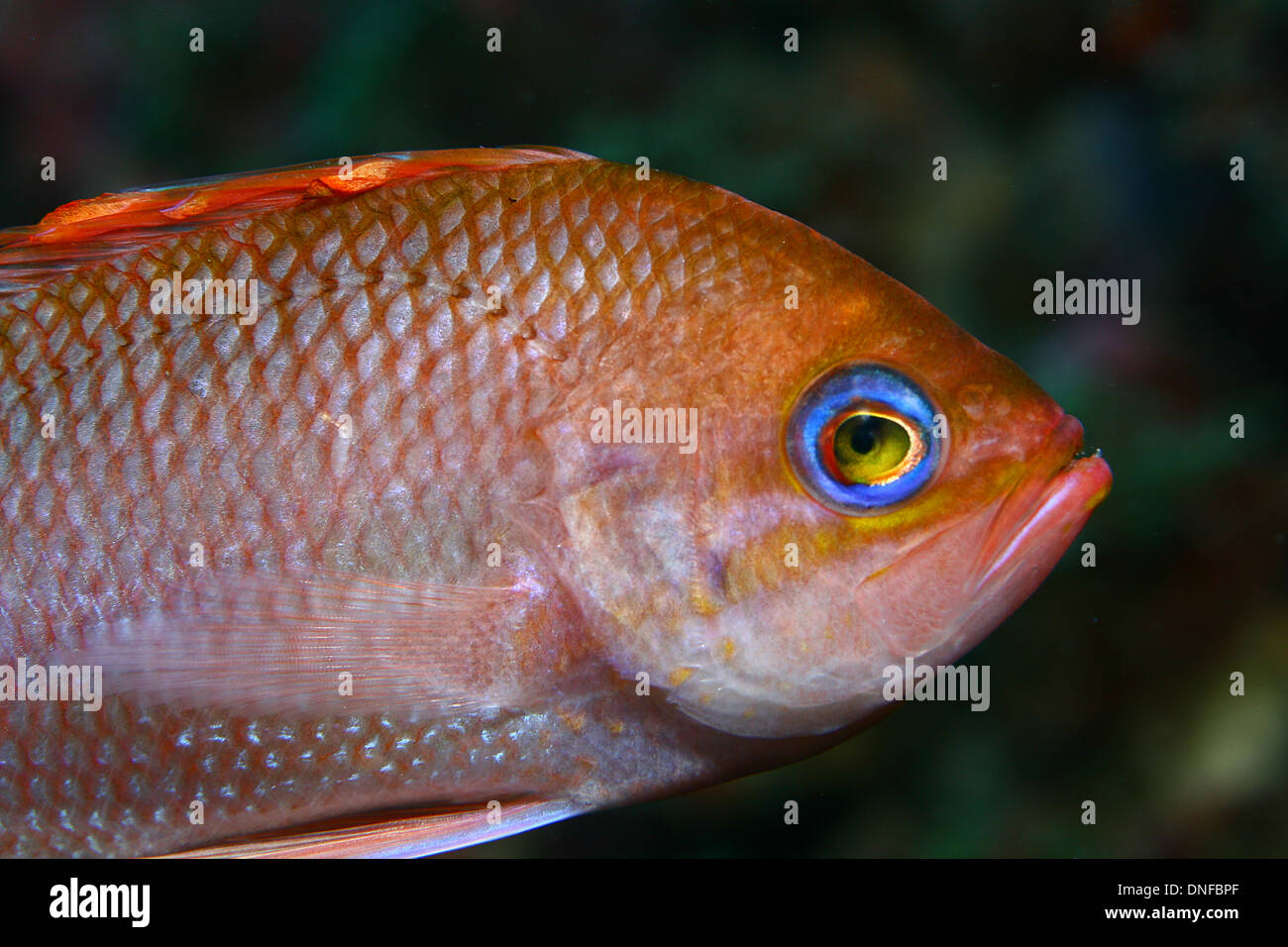 Anthias fish hi-res stock photography and images - Alamy