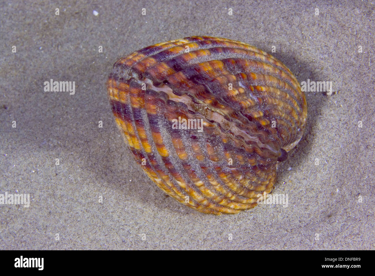 Corruco is a very popular species in the Mediterranean Dining Stock ...