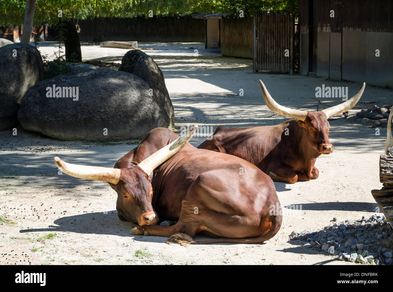 Two buffalo sleep on the ground Stock Photo - Alamy