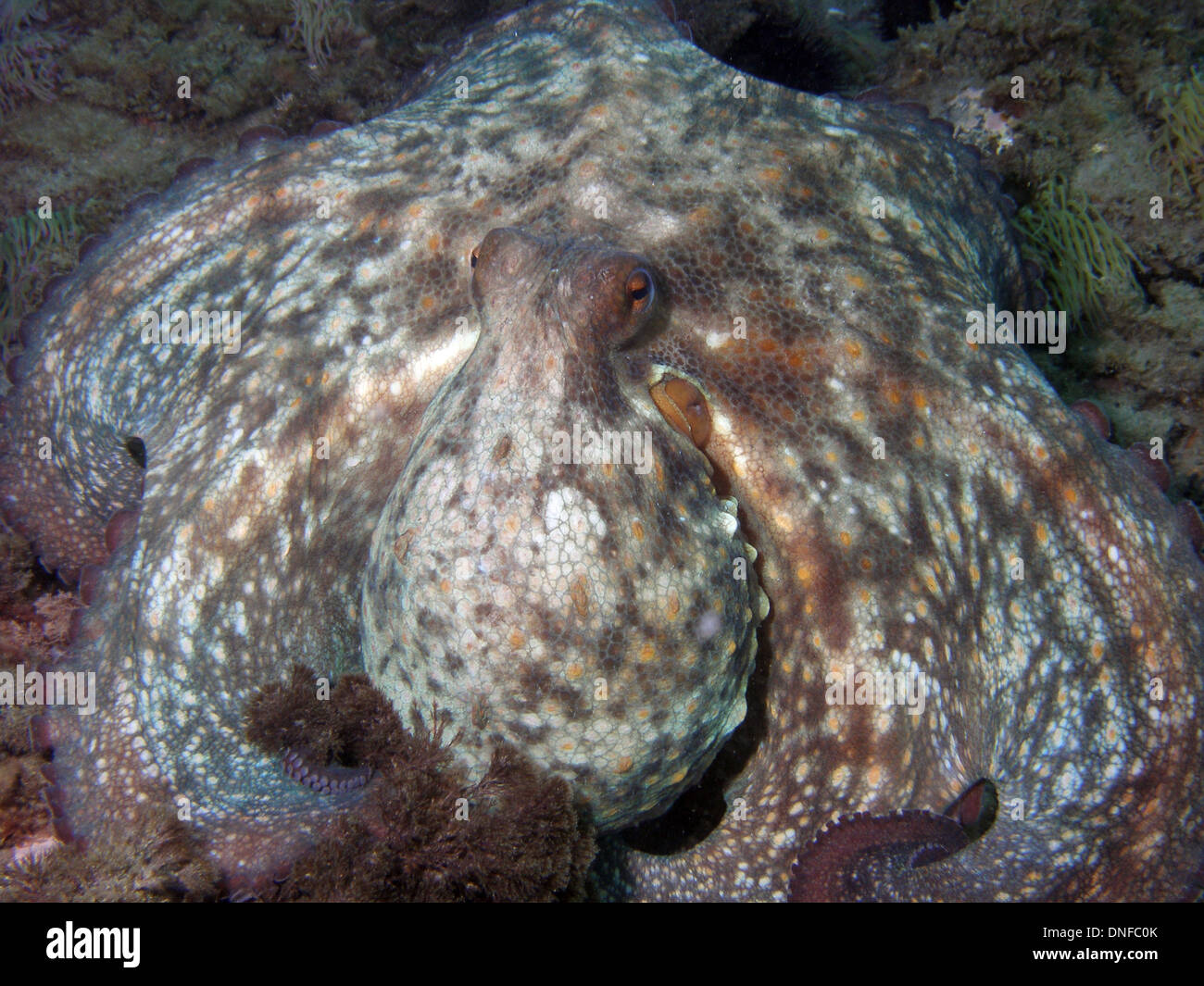 Octopus is one of the most unique and intelligent animals in seas and ...