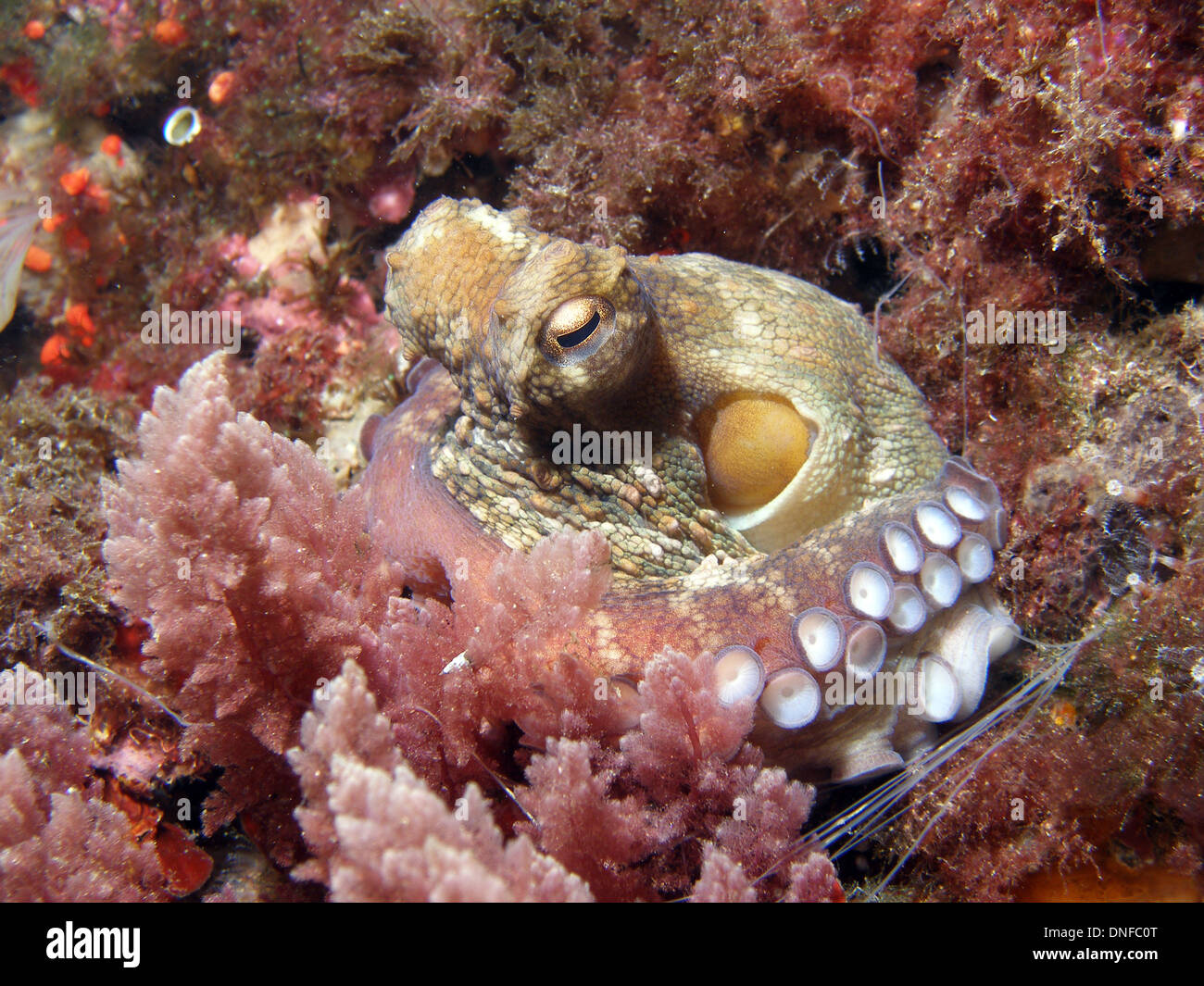 Octopus is one of the most unique and intelligent animals in seas and ...