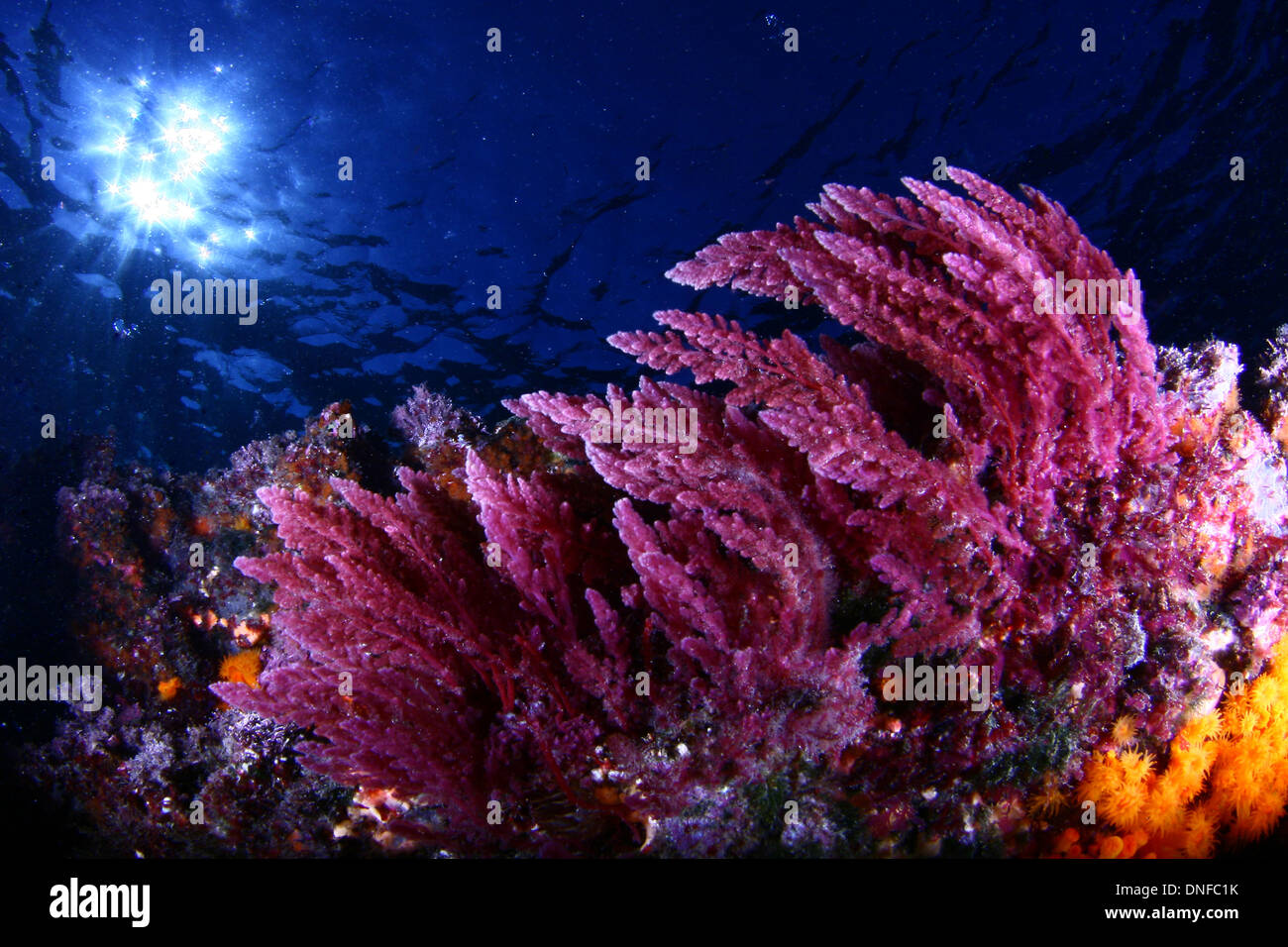 Asparagopsis is an invasive algae in the Mediterranean sea Stock Photo ...