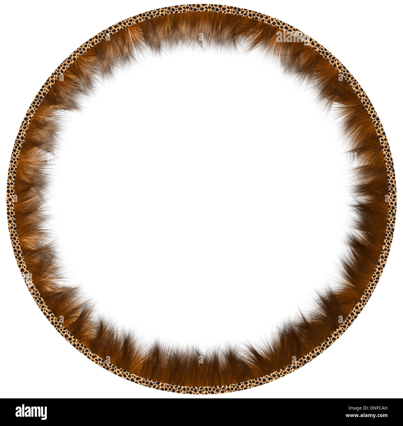 Skeleton of a leopard hi-res stock photography and images - Alamy