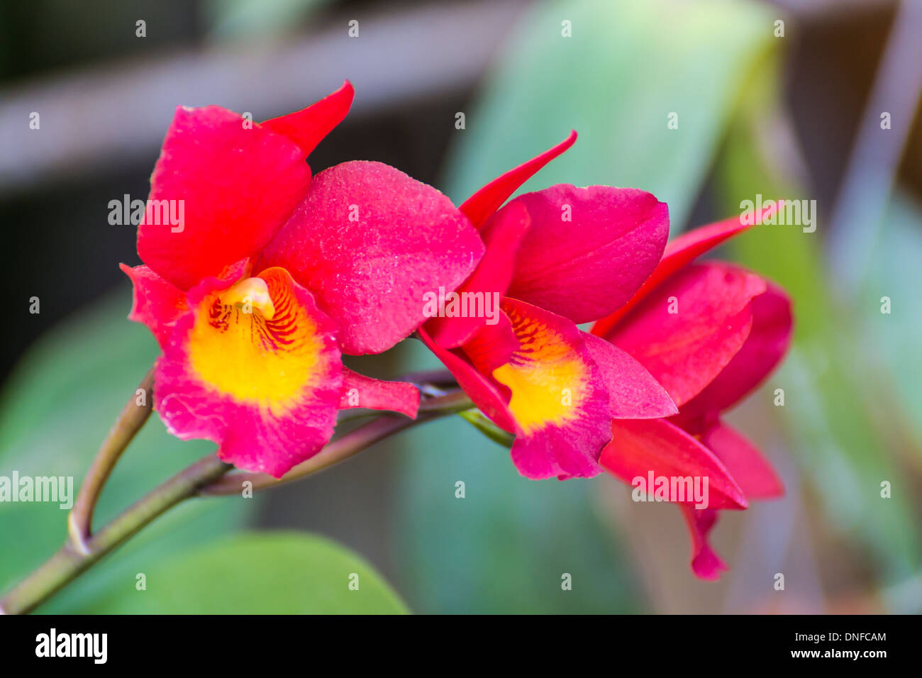 Orchids red hi-res stock photography and images - Alamy