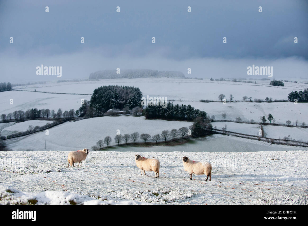 The Epynt Range, Cambrian Mountains, Powys, UK. 25th December 2013 ...