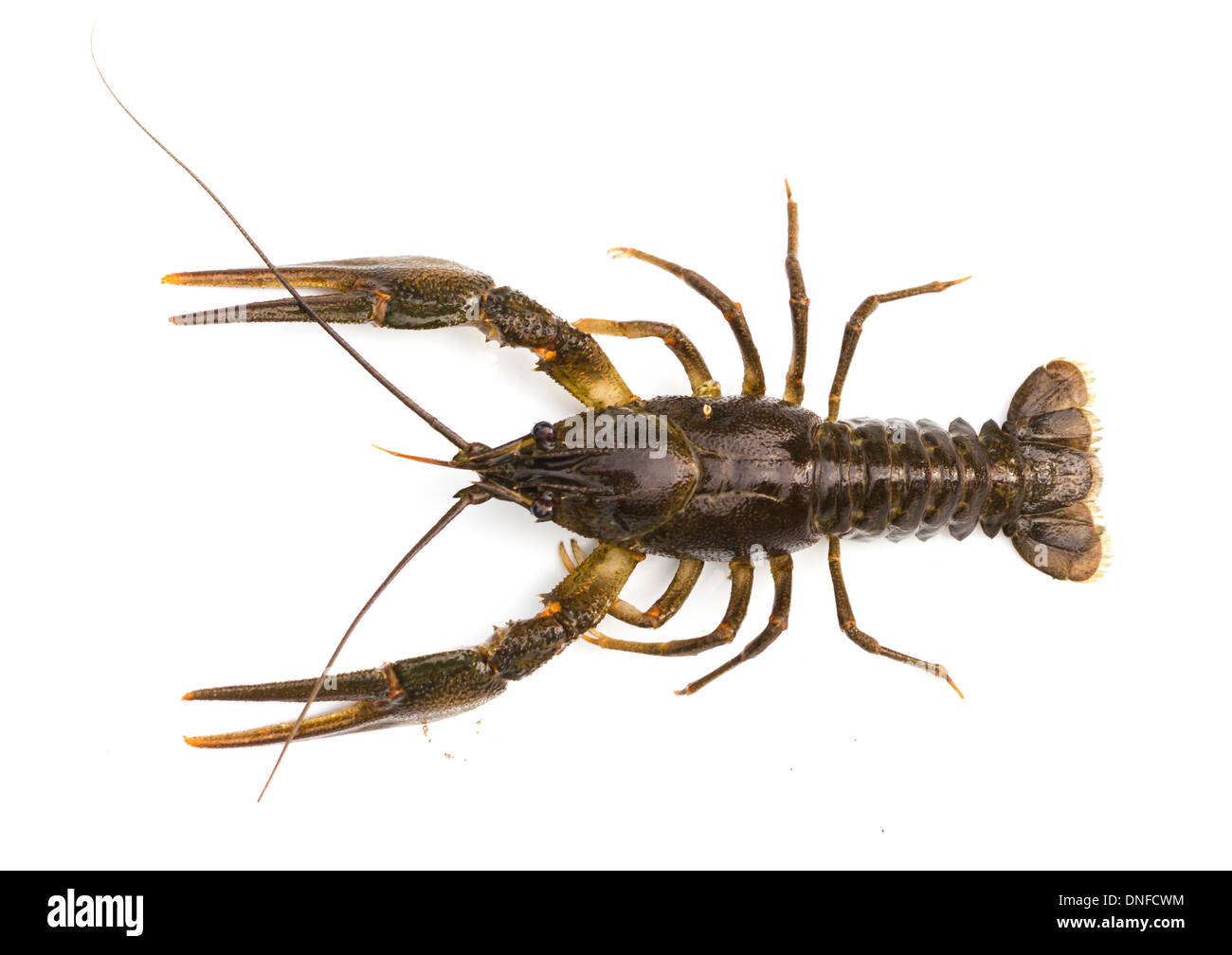 River raw crayfish isolated closeup hi-res stock photography and images ...