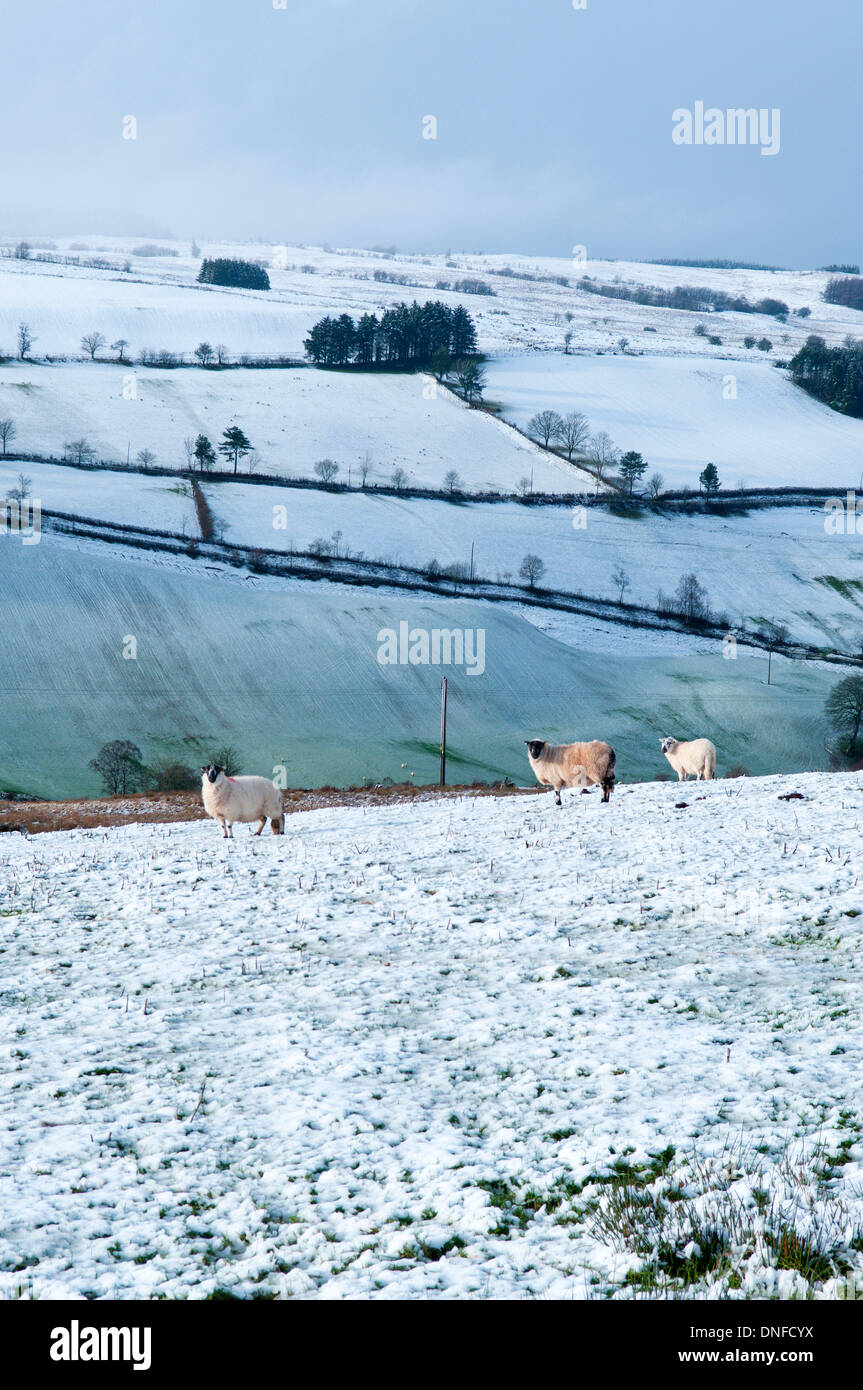The Epynt Range, Cambrian Mountains, Powys, UK. 25th December 2013 ...