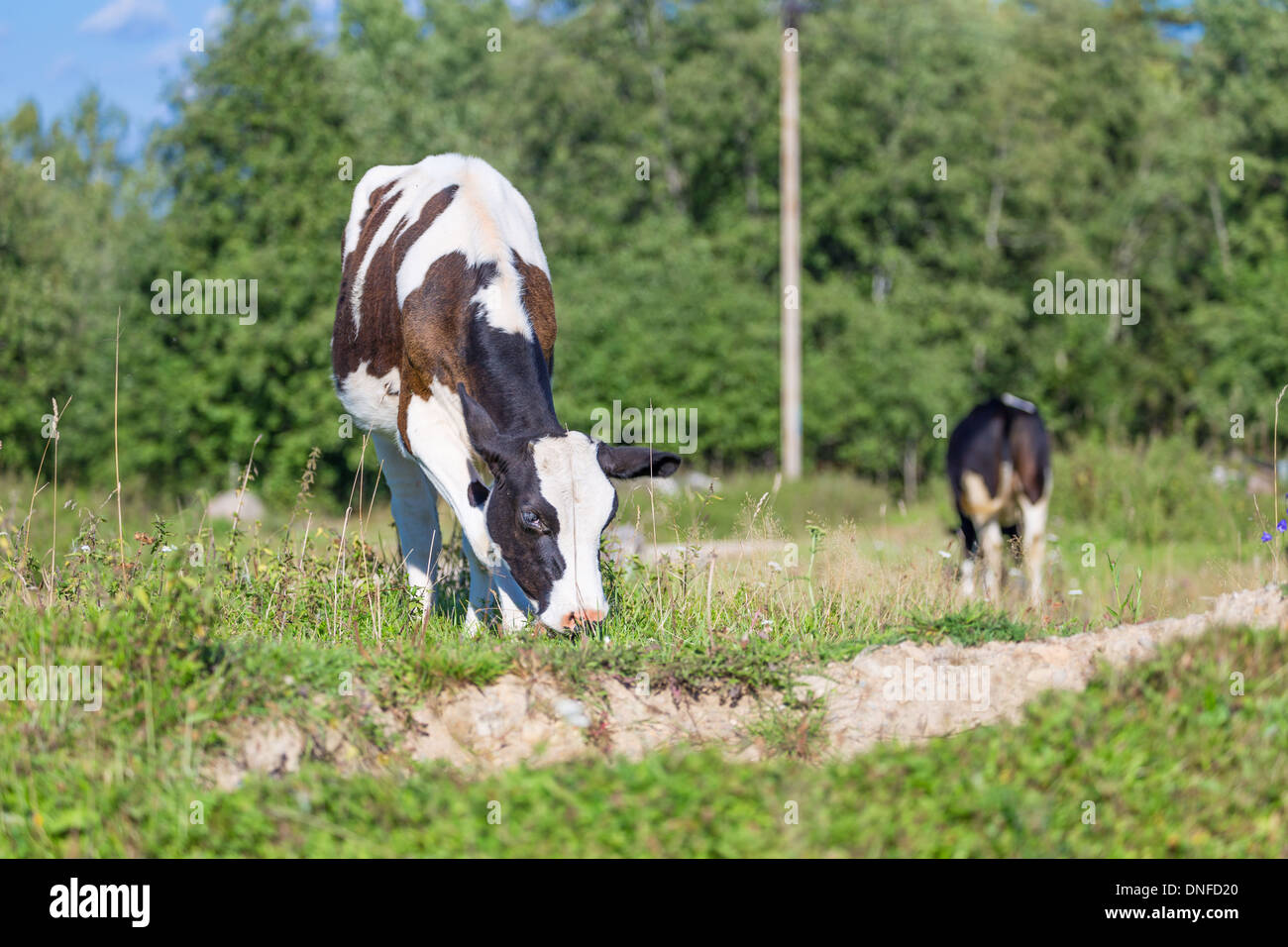 Cow animals hi-res stock photography and images - Alamy