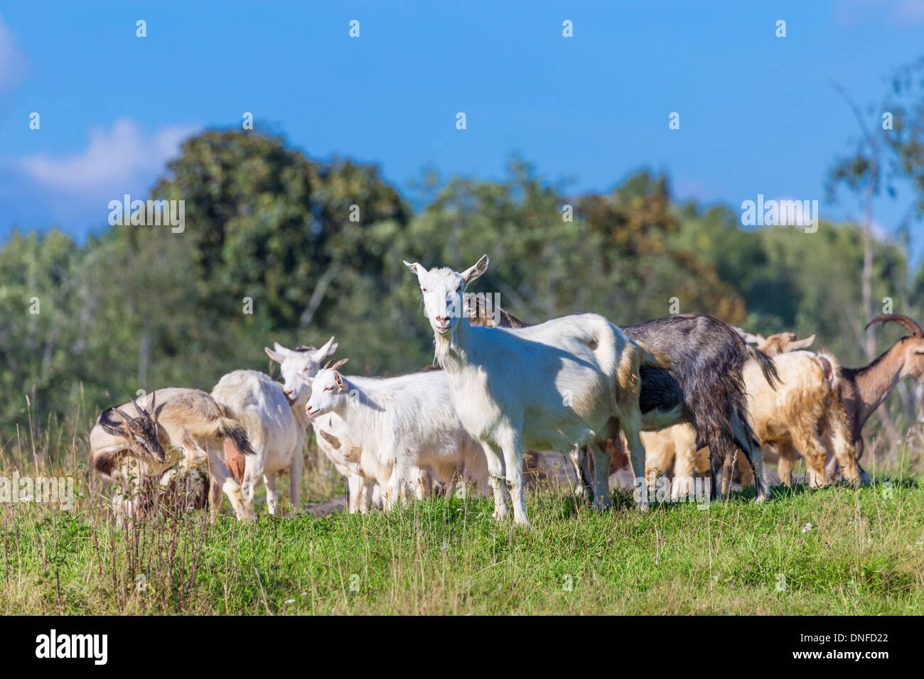 Goat hide hi-res stock photography and images - Alamy