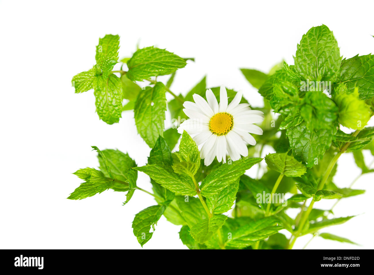 Daisy pepper hi-res stock photography and images - Alamy