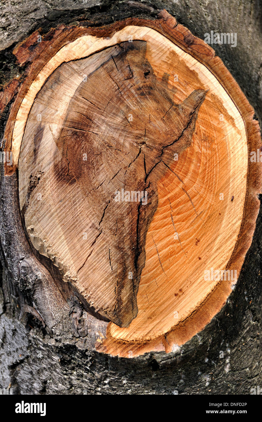 picture of tree branch cut off spot Stock Photo - Alamy