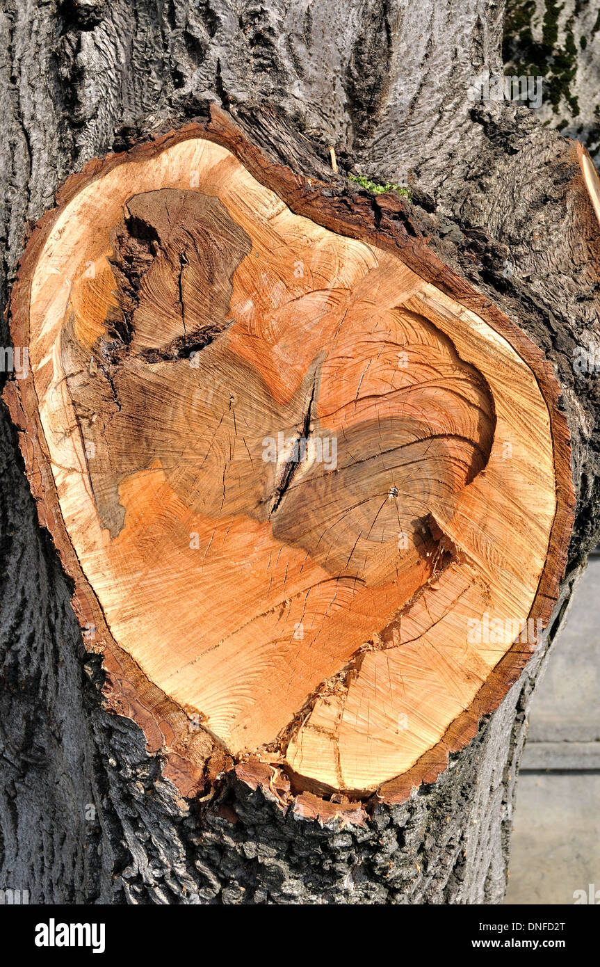 picture of tree branch cut off spot Stock Photo - Alamy