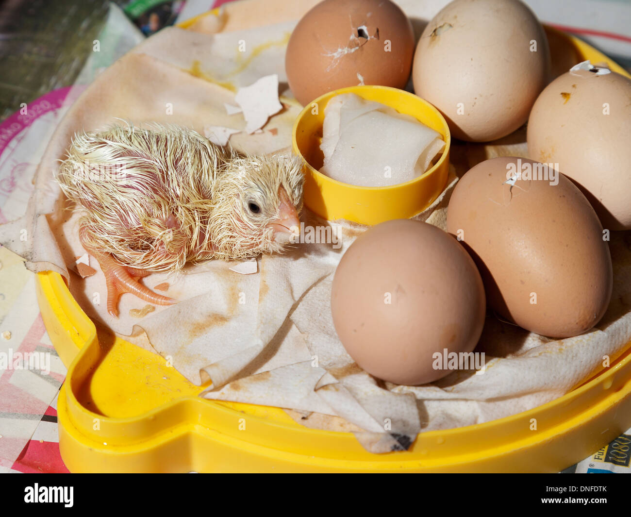 Chicken chick hatching from egg hi-res stock photography and images - Alamy