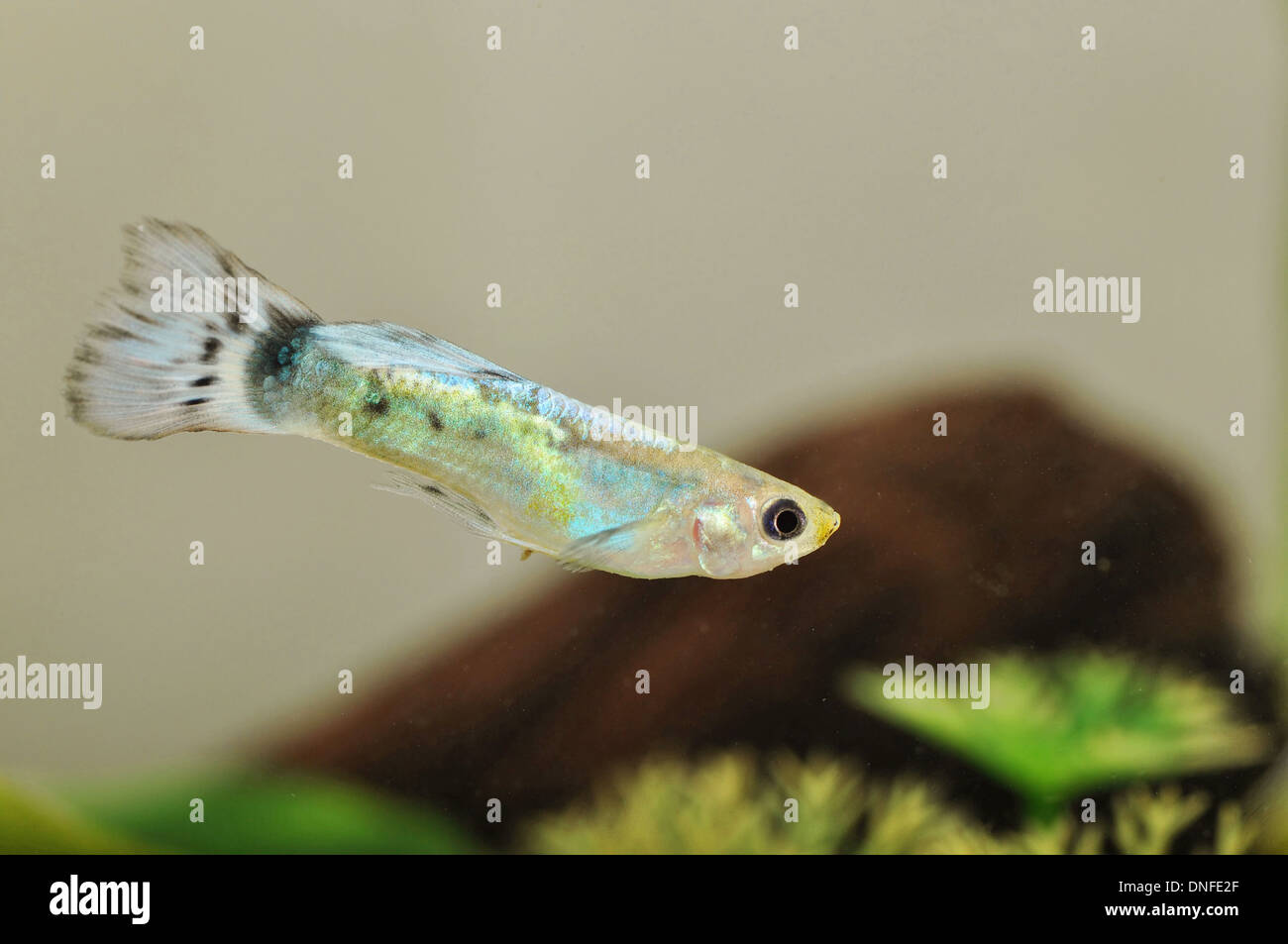 Guppy fish hi-res stock photography and images - Alamy