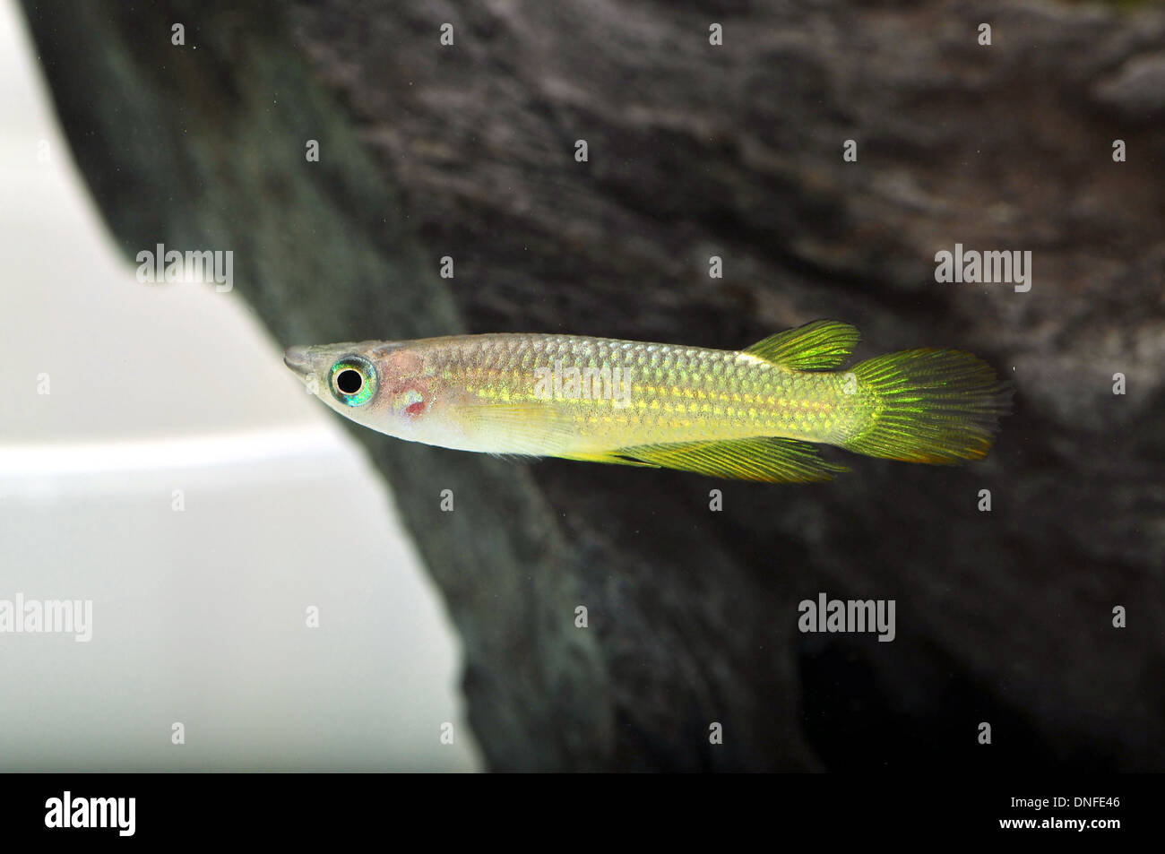 Fish prey underwater hi-res stock photography and images - Alamy
