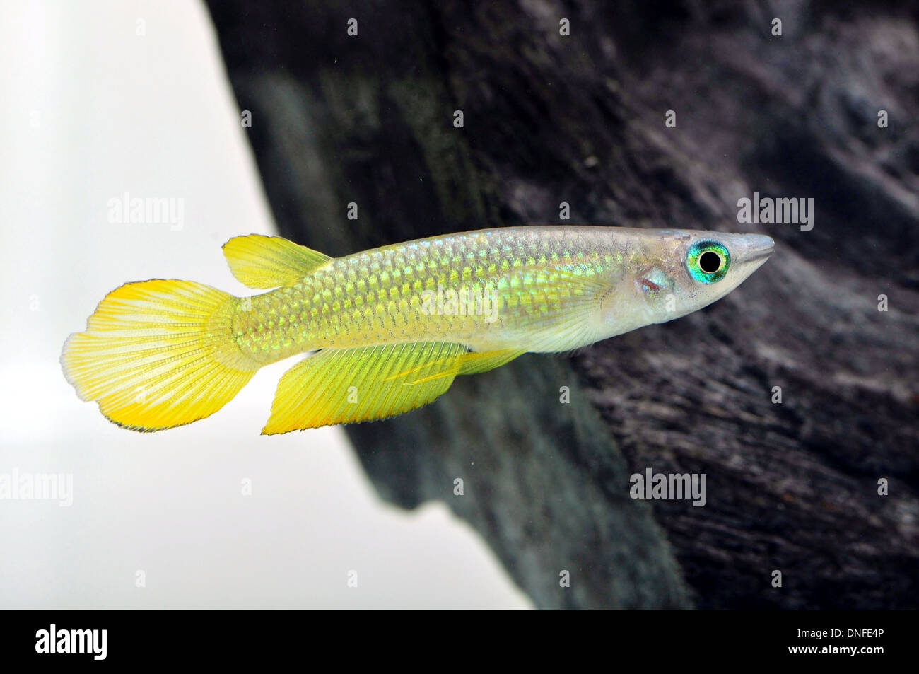 Killi fish hi-res stock photography and images - Alamy