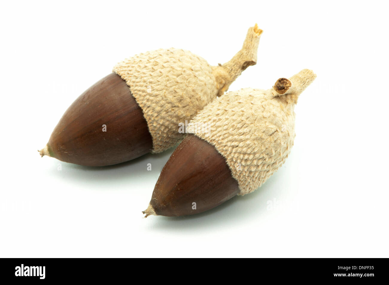 Two acorns Cut Out Stock Images & Pictures - Alamy