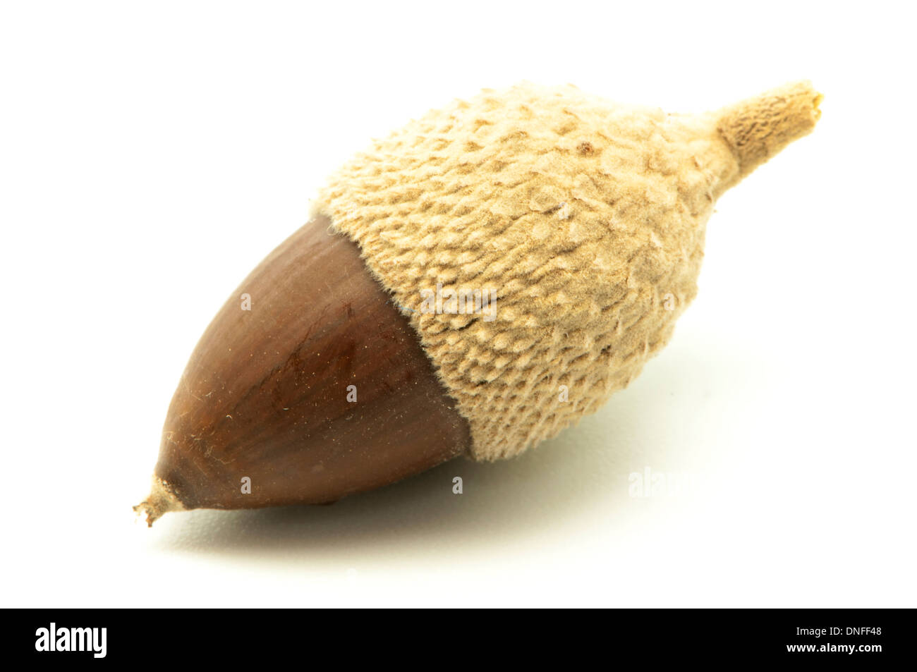 White oak acorns hi-res stock photography and images - Alamy