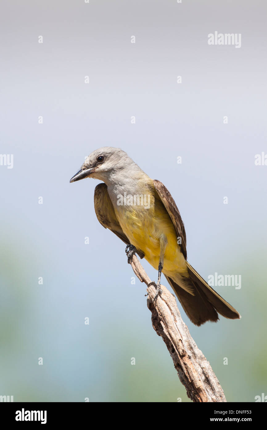 Couch's Kingbird, Tyrannus couchii, a tyrant flycatcher of the kingbird ...