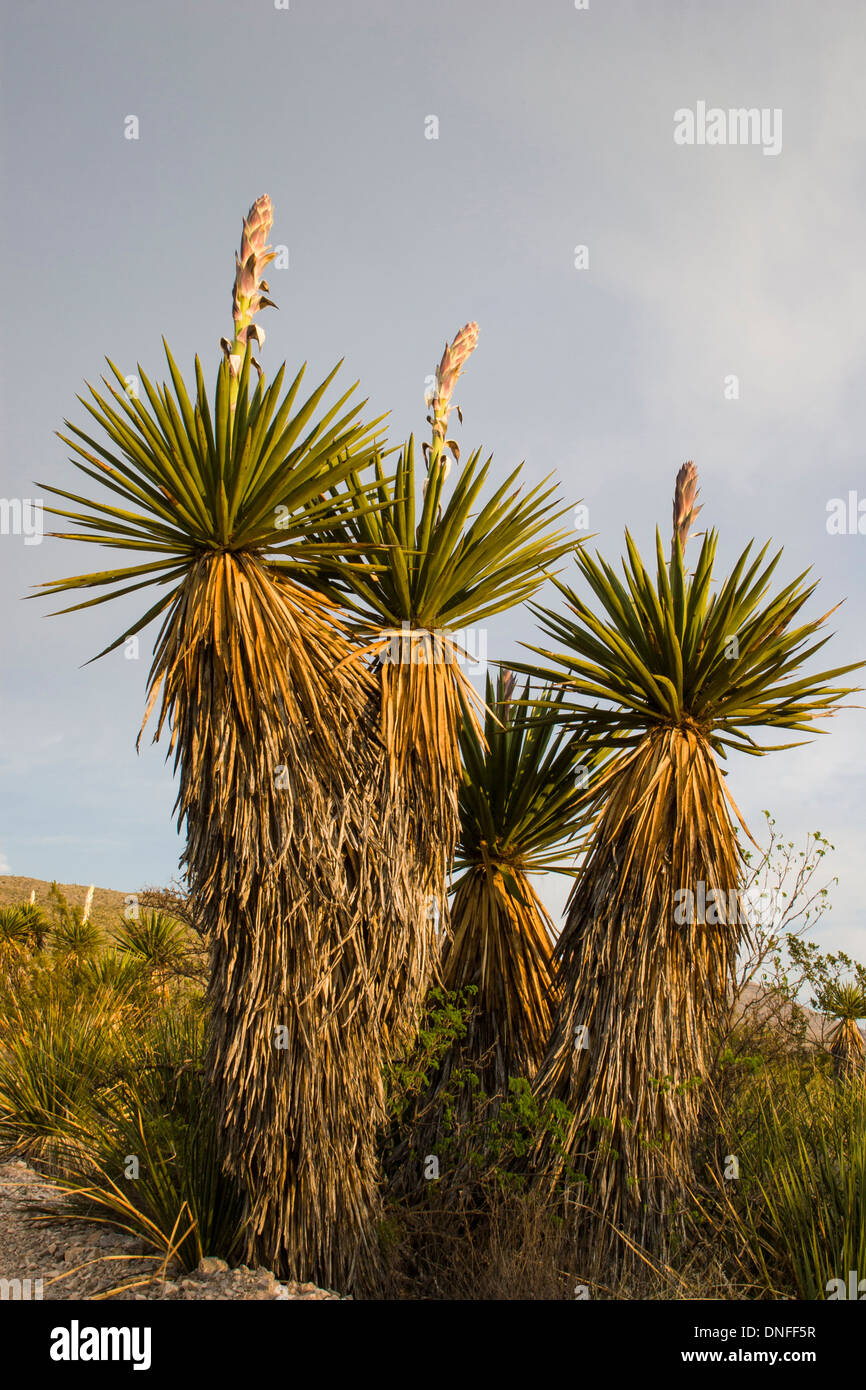 Giant Dagger Yucca, Yucca faxoniana, at Dagger Flats in "Big Bend ...