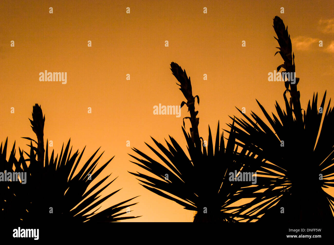 Giant dagger hi-res stock photography and images - Alamy