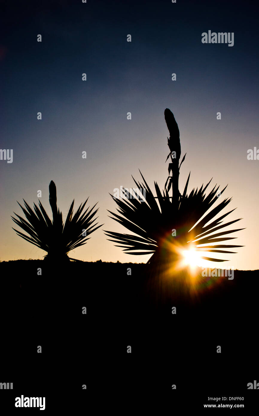 Silhouette of Giant Dagger Yucca, Yucca faxoniana, at sunset in Dagger ...