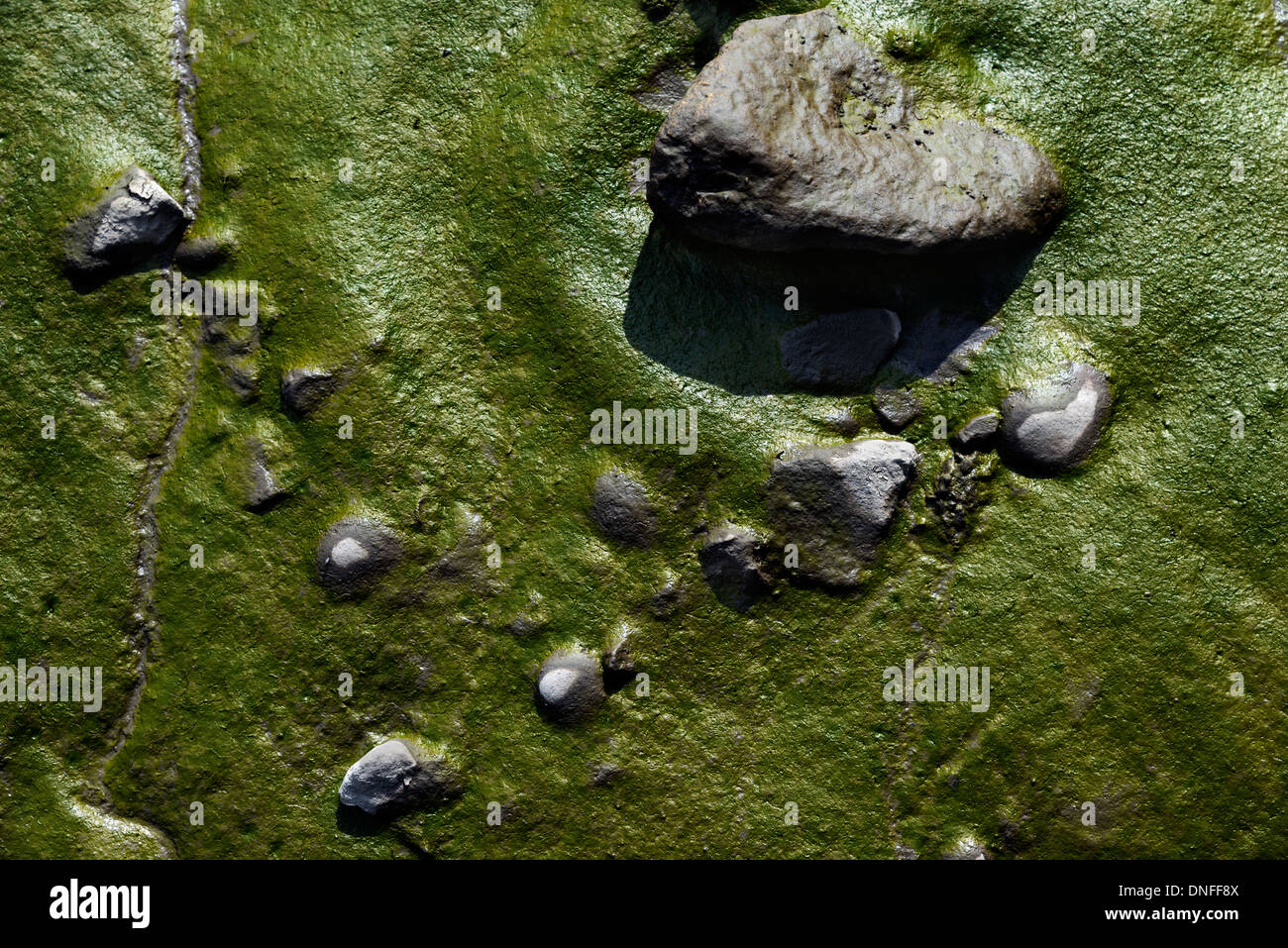 Uk algae river hi-res stock photography and images - Alamy