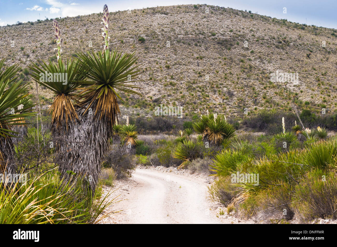 Giant Dagger Yucca, Yucca carnerosana, on Road through Dagger Flats, in ...