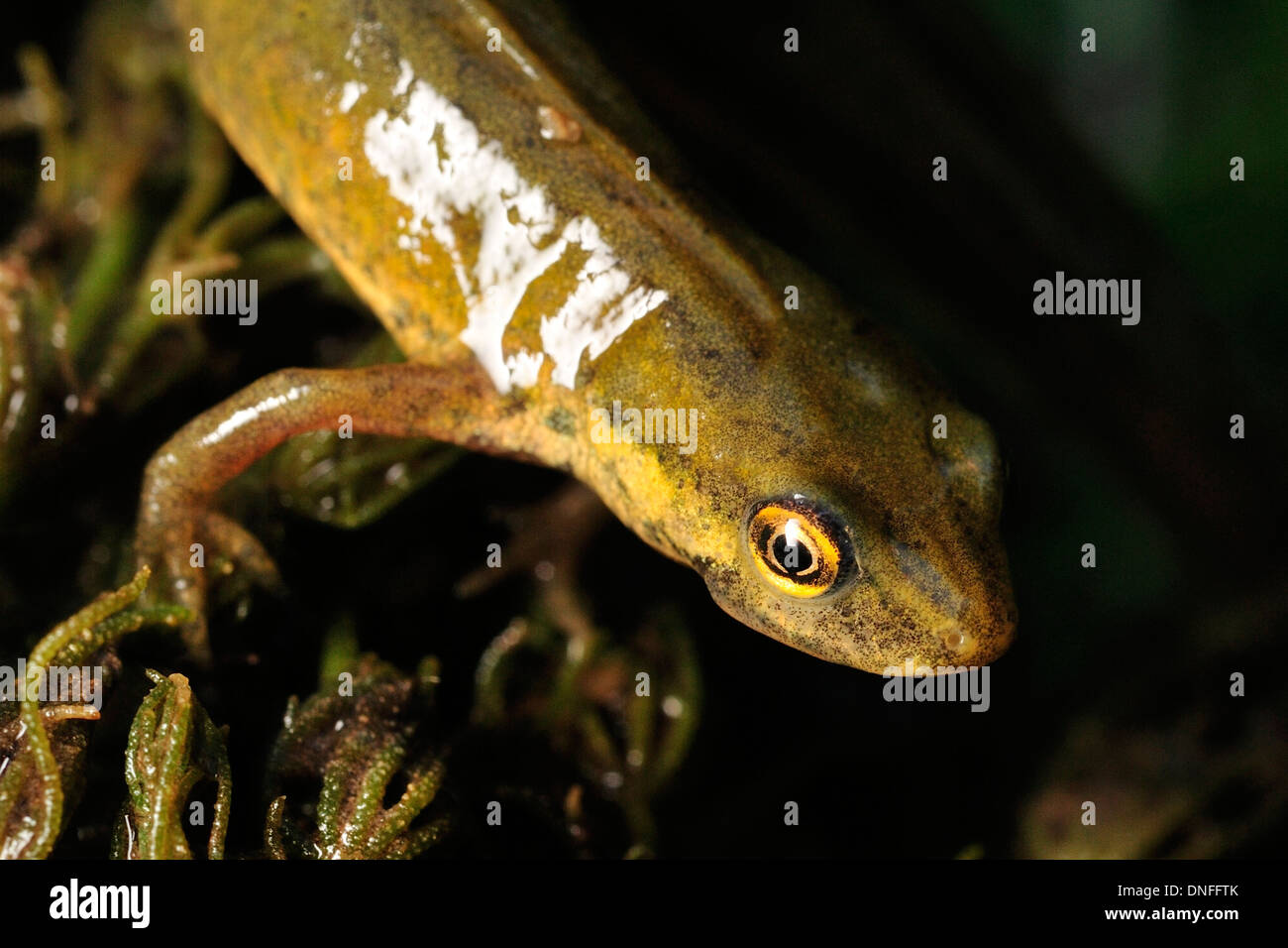 Italian newt Lissotriton italicus. Salamandridae, Jenne, Valle dell ...