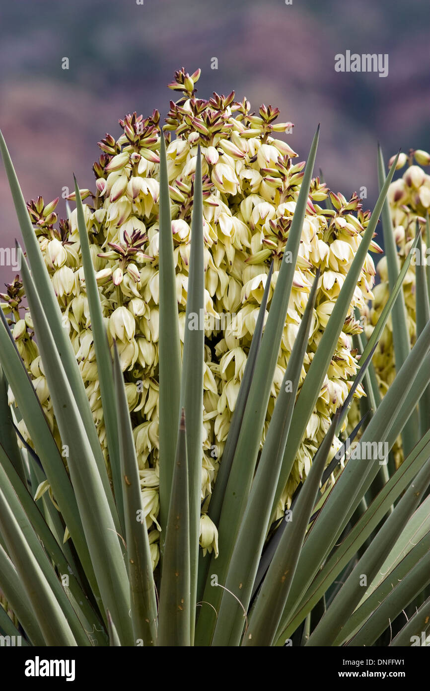 Torrey Yucca, Yucca treculeana Or Yucca torreyi (also known as Spanish ...