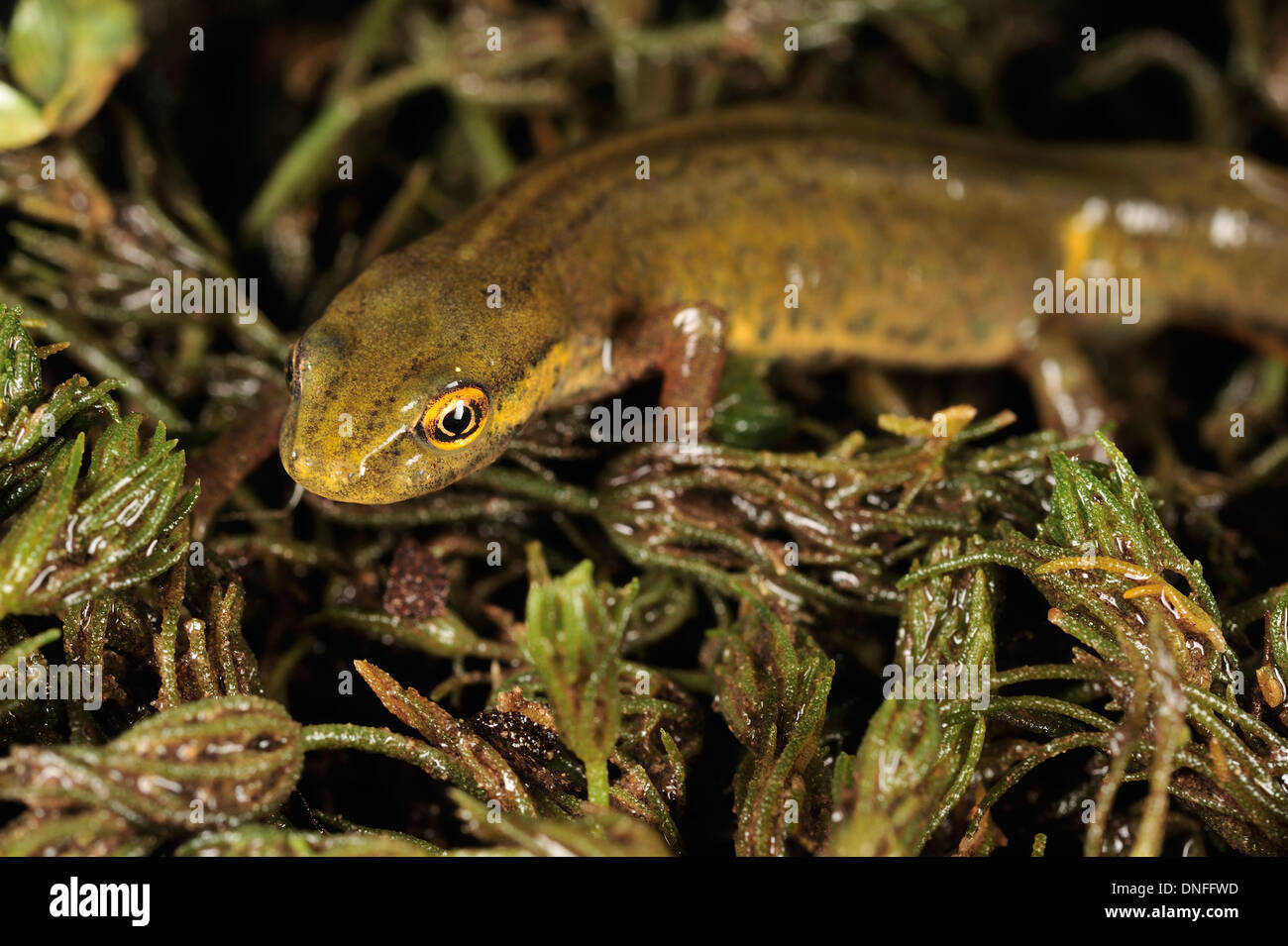 Italian newt Lissotriton italicus. Salamandridae, Jenne, Valle dell ...