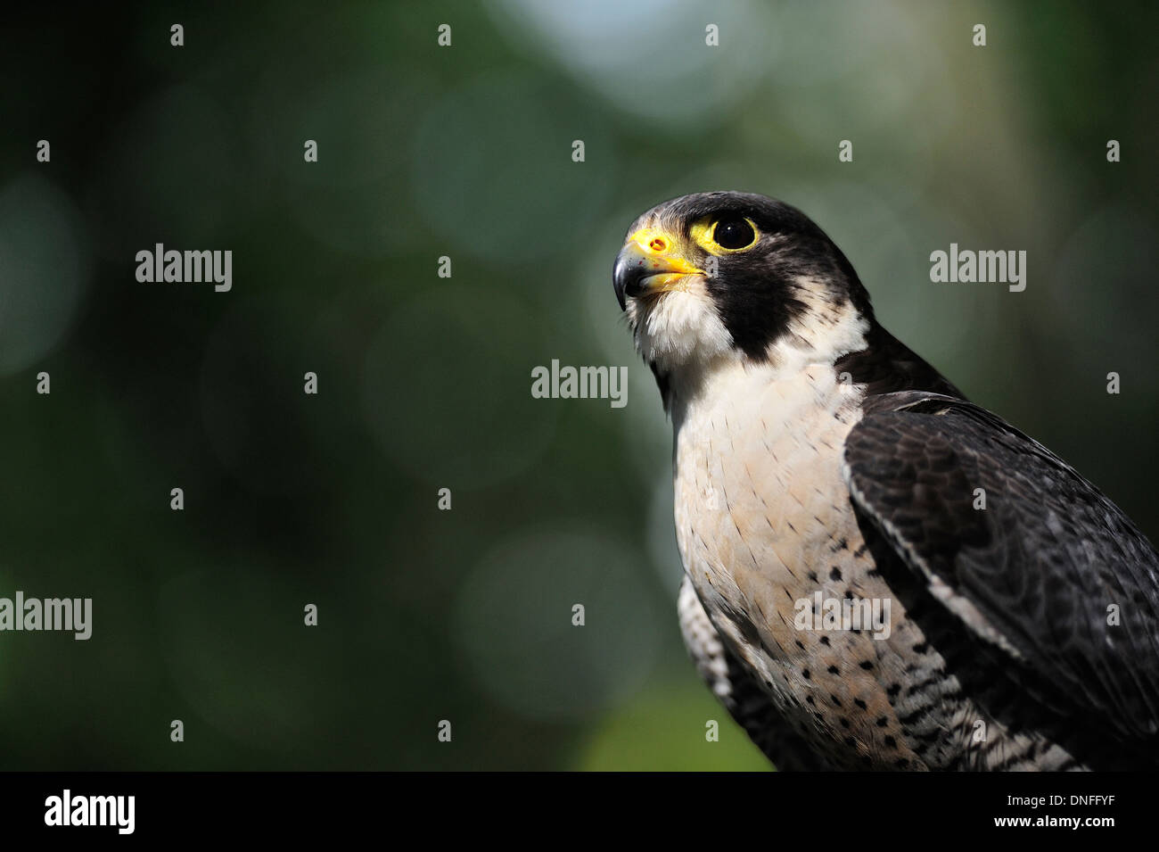 Falcon of italy hi-res stock photography and images - Alamy