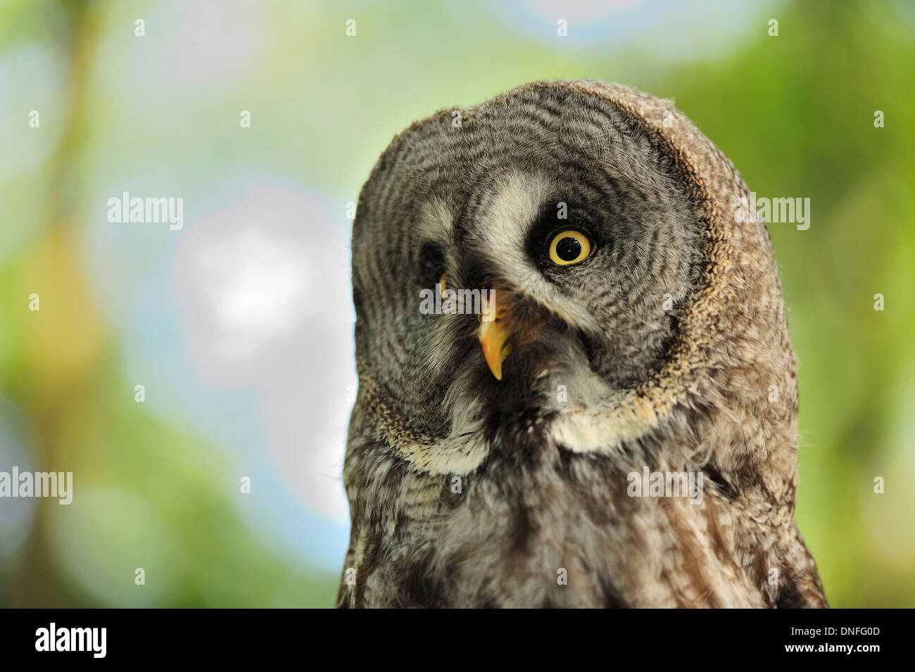 Strigidae hi-res stock photography and images - Alamy