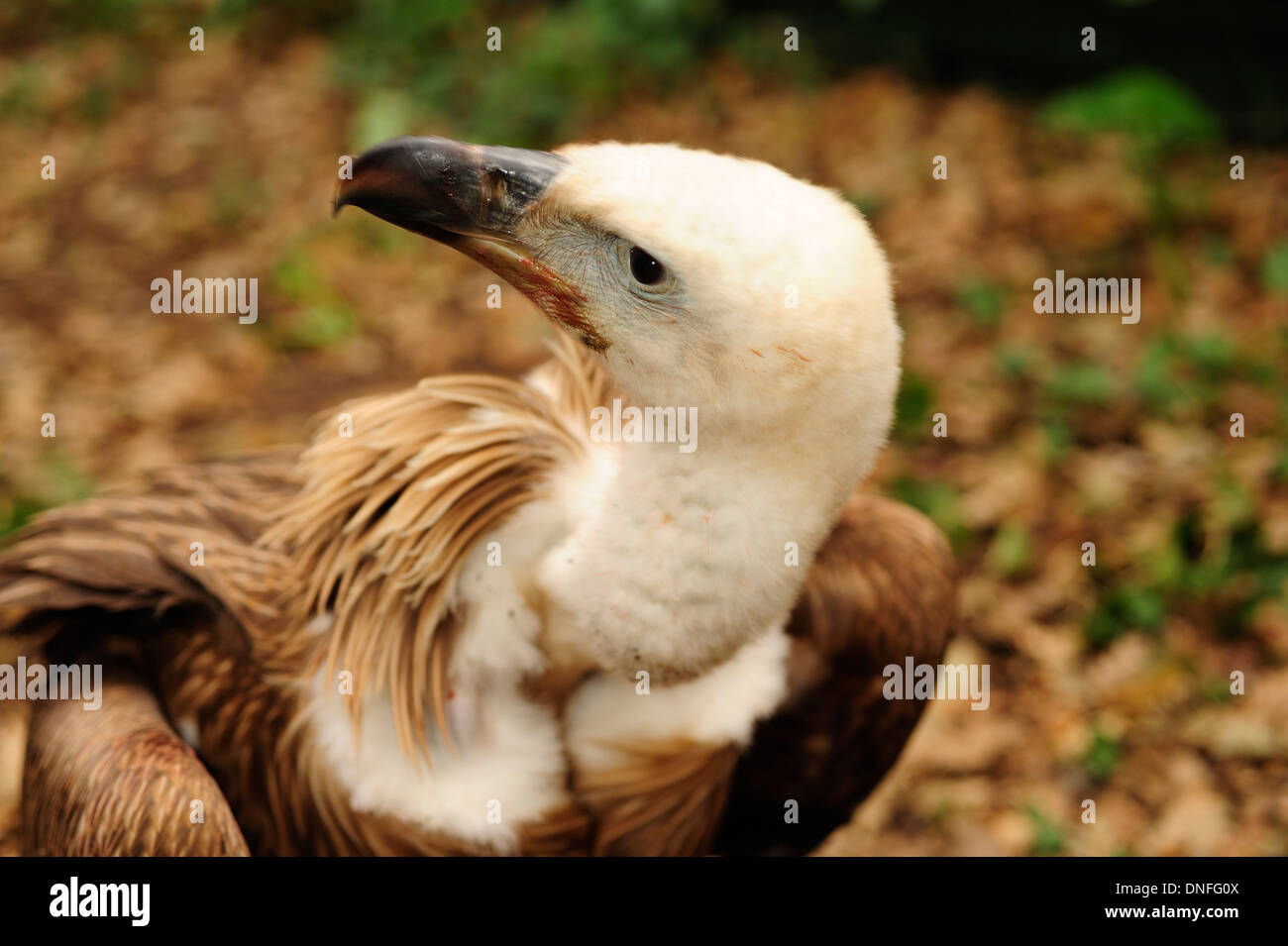 Grifone hi-res stock photography and images - Alamy