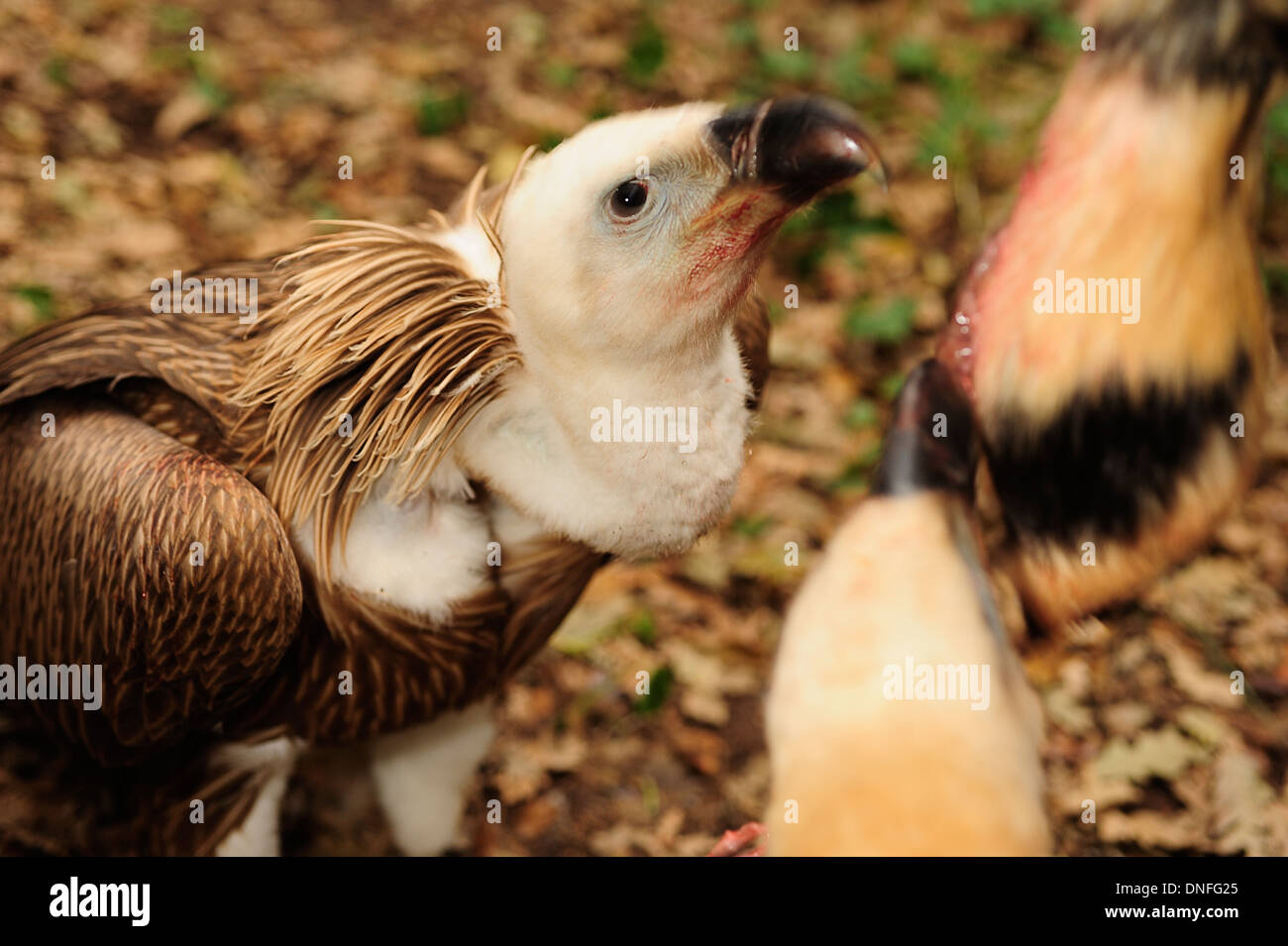 Grifone High Resolution Stock Photography and Images - Alamy